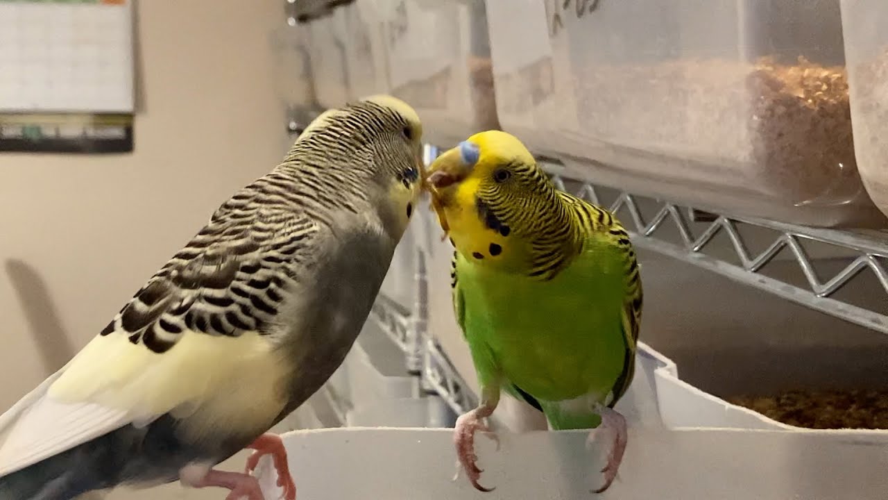 Budgie Capers ~ Mealworm Buffet Bandits! - YouTube
