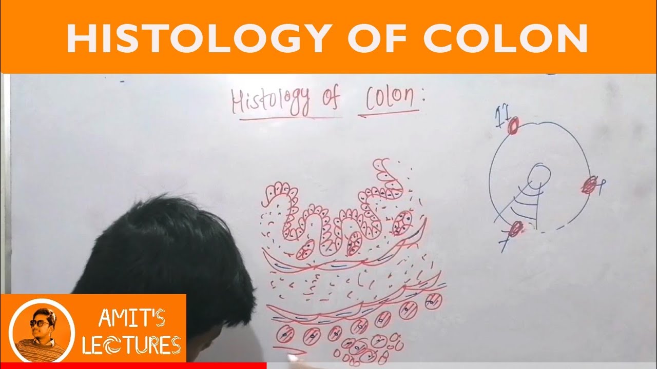 Draw histological diagram of Colon in 2 minutes | Rapid Histology ...
