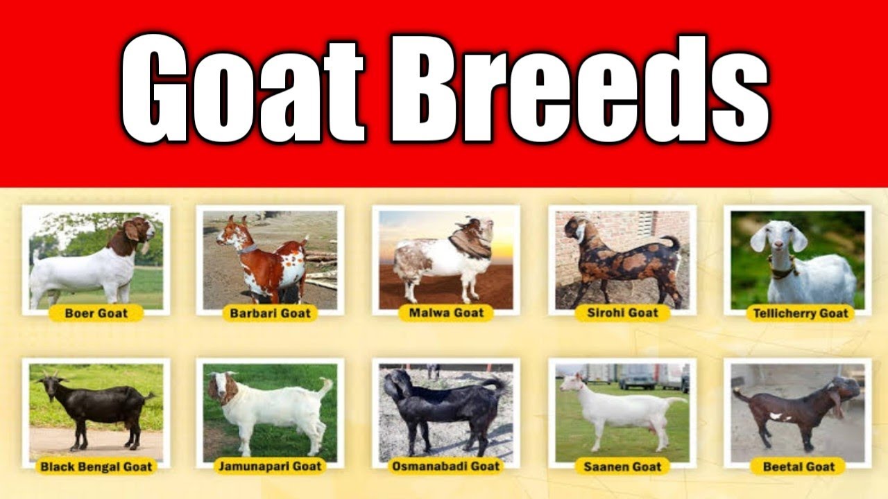 Different goat breeds in india for goat farming - YouTube