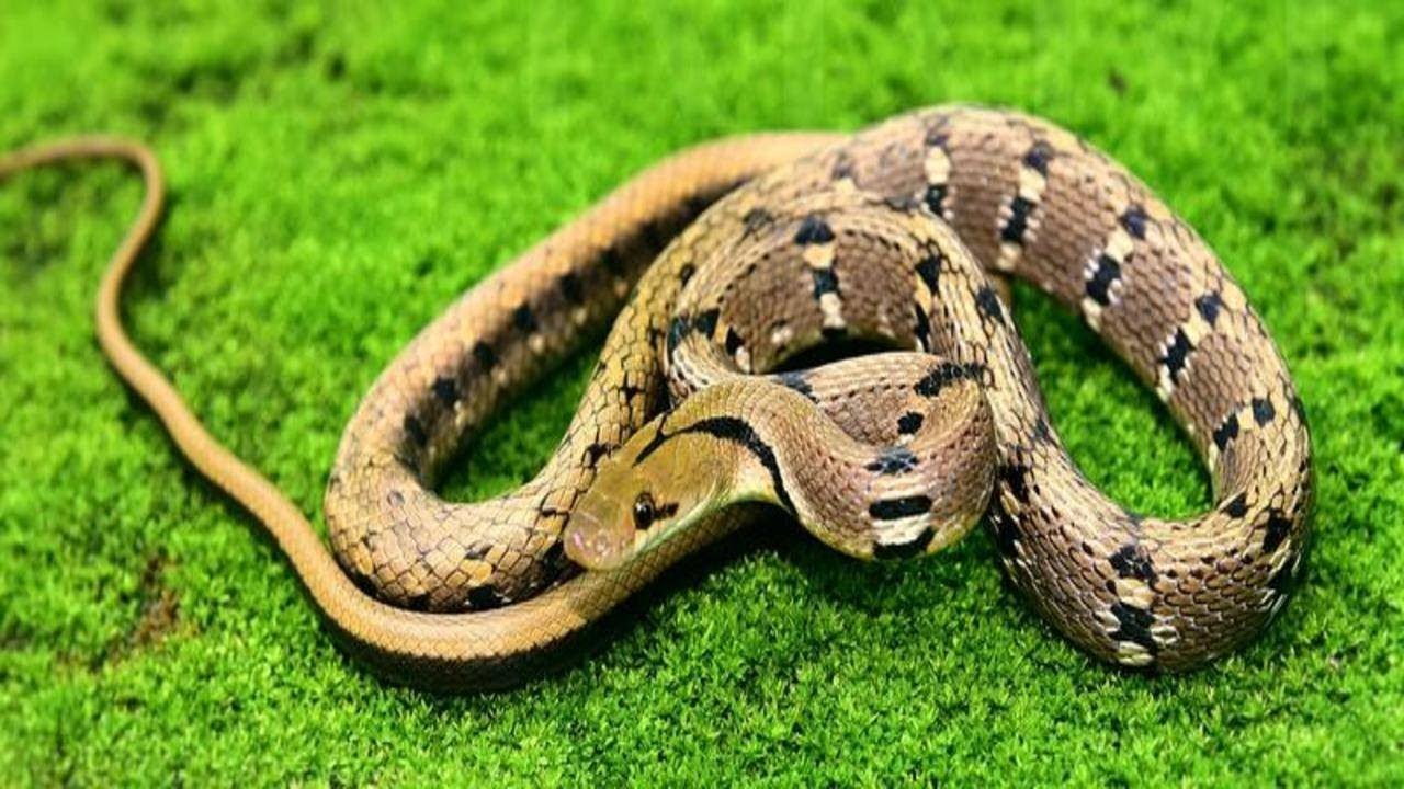 भारताचा खूपच सुंदर सांप😱_Releasing Common Trinket Snake... - YouTube