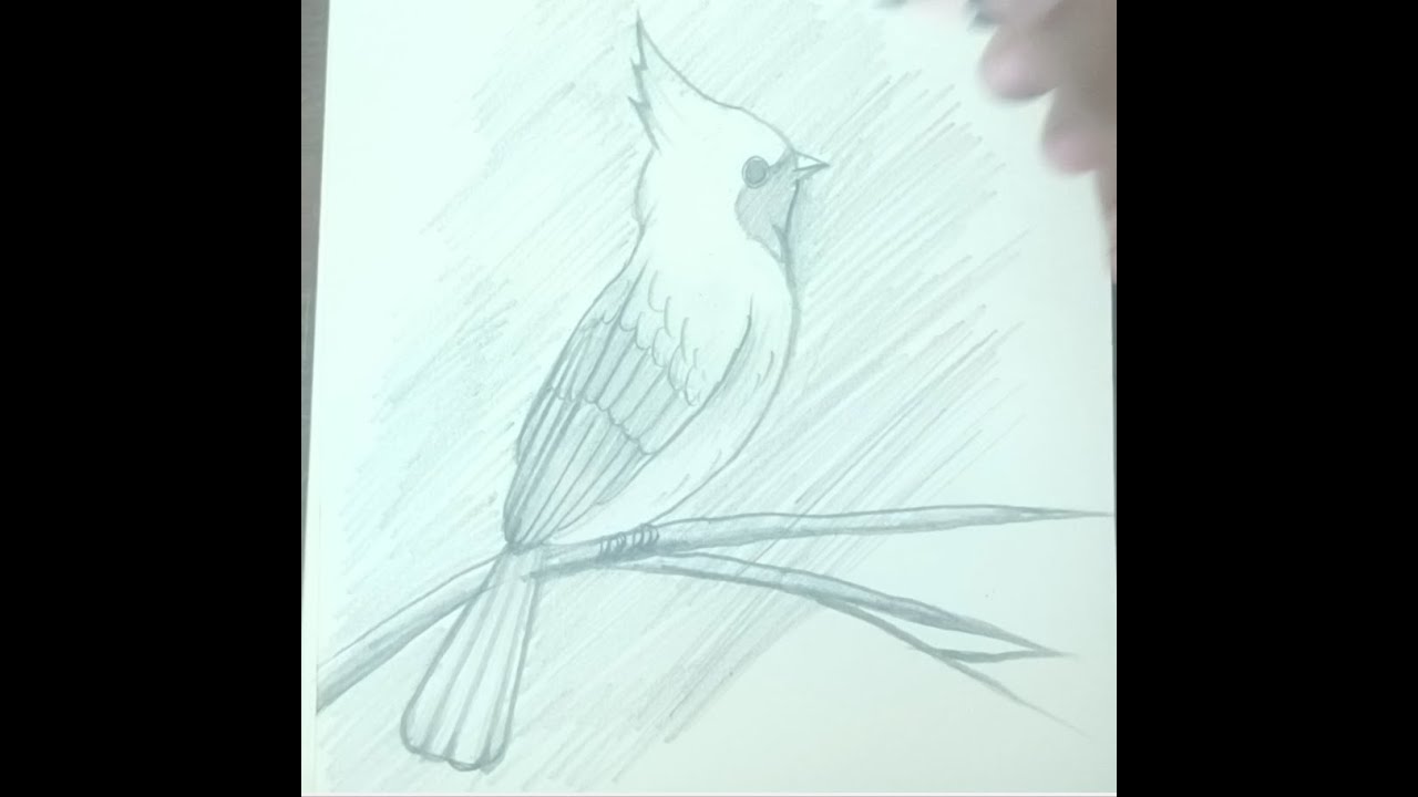 Blue jay bird drawing with pencil step by step for beginners | Pencil ...