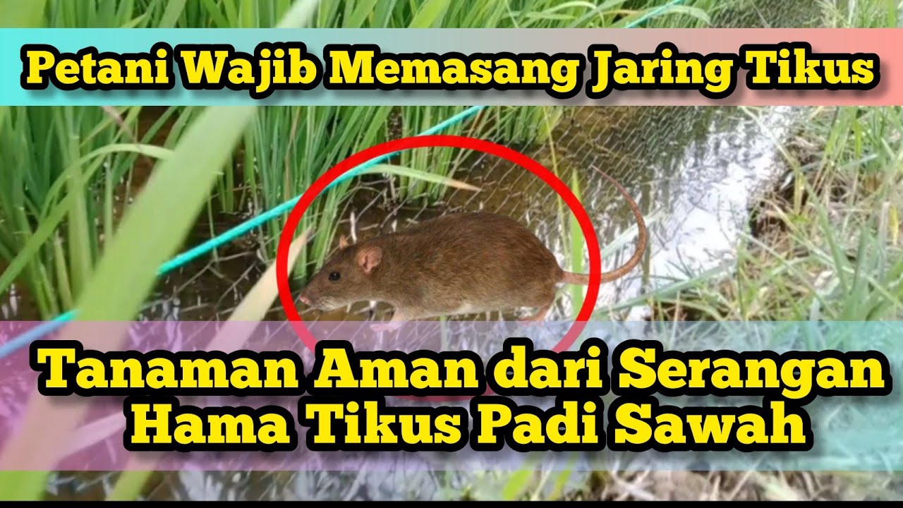 Cara baru mengendalikan hama tikus padi sawah, petani wajib coba jaring ...