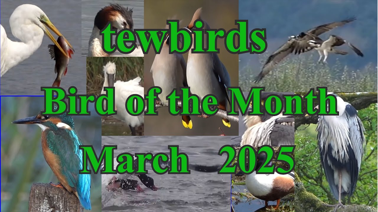Bird of the Month - March 2025 - YouTube