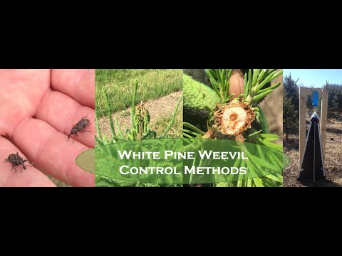 How To Kill White Pine Weevils