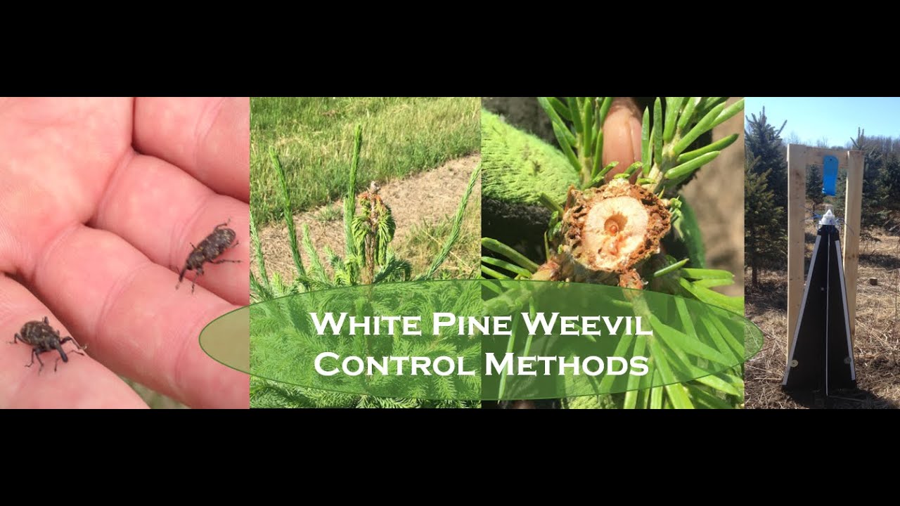 Weevils In Pine Trees