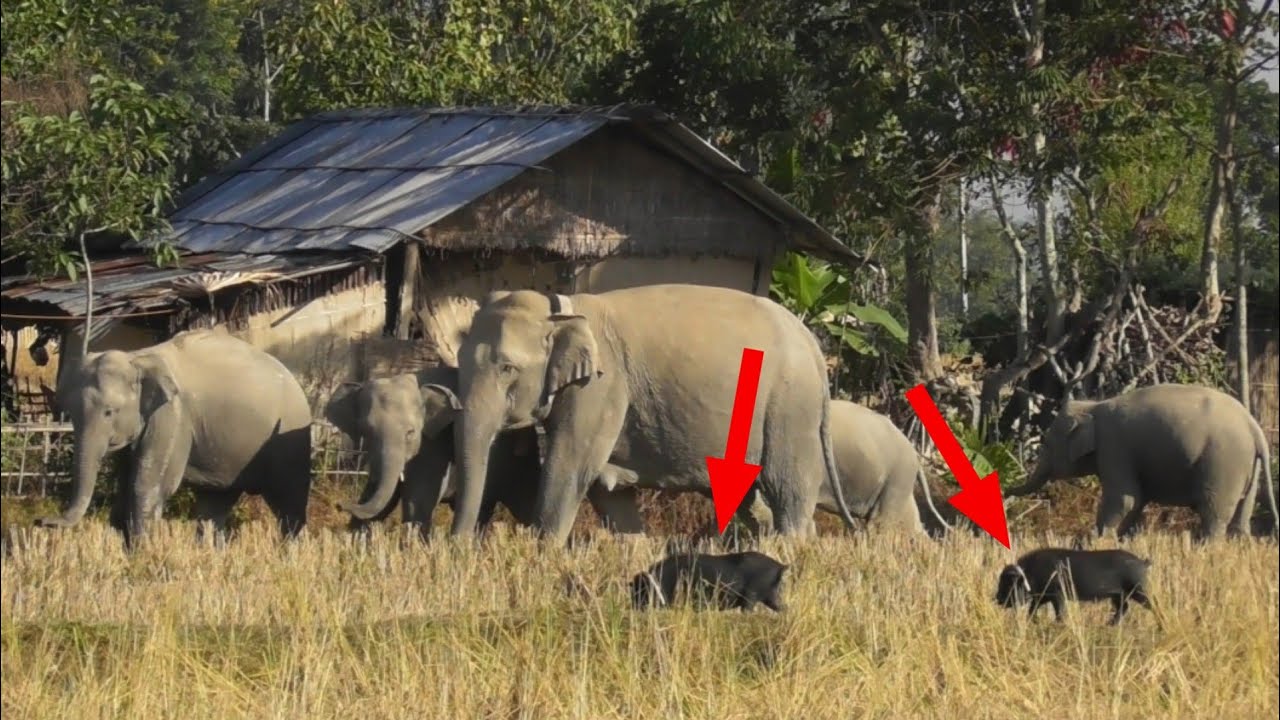 Wild Elephants And Pigs Together - YouTube