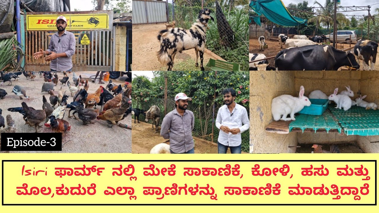 Young farmer farming ideas in kannada/isiri farm ನಲ್ಲಿ ಎಲ್ಲಾ ...