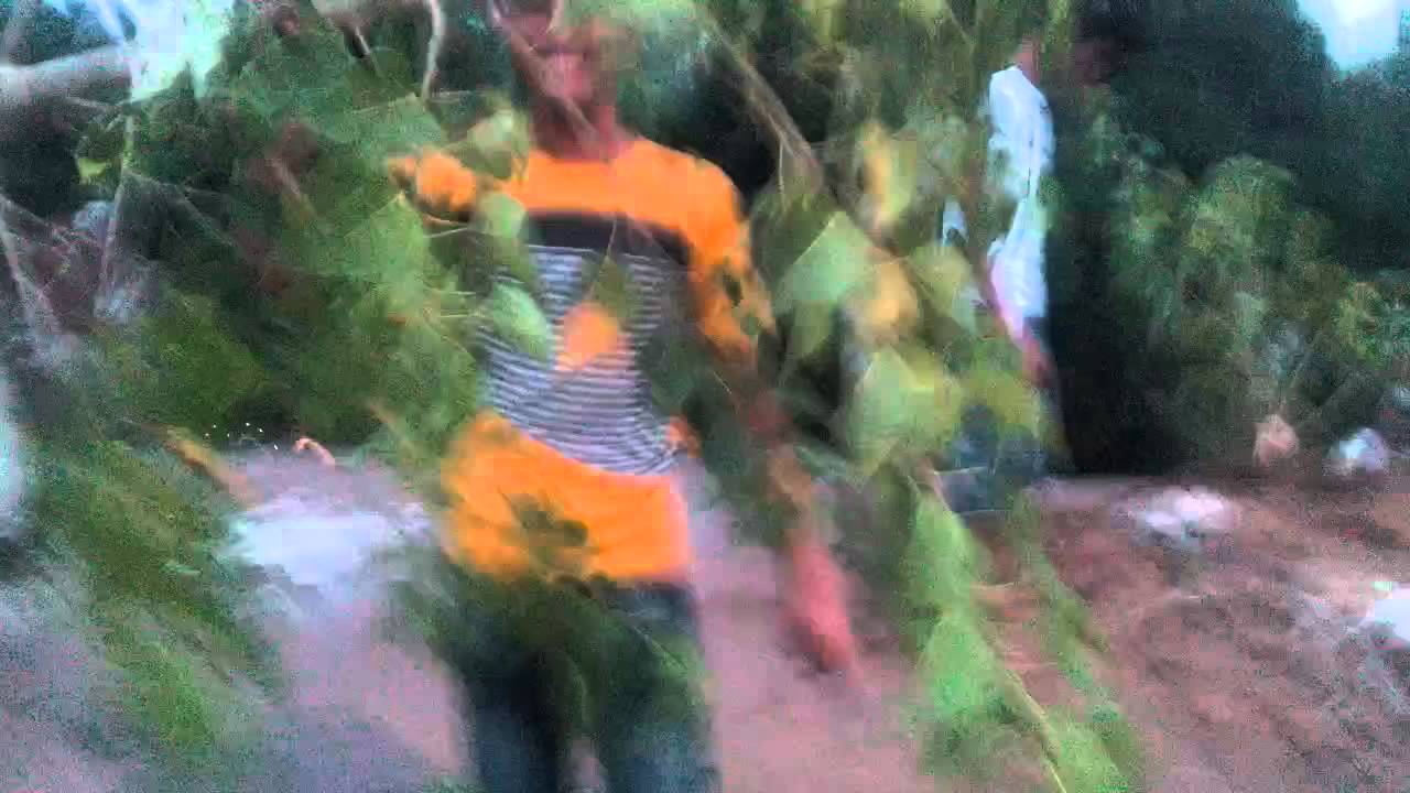 more trees agasa in our Jibon... - YouTube