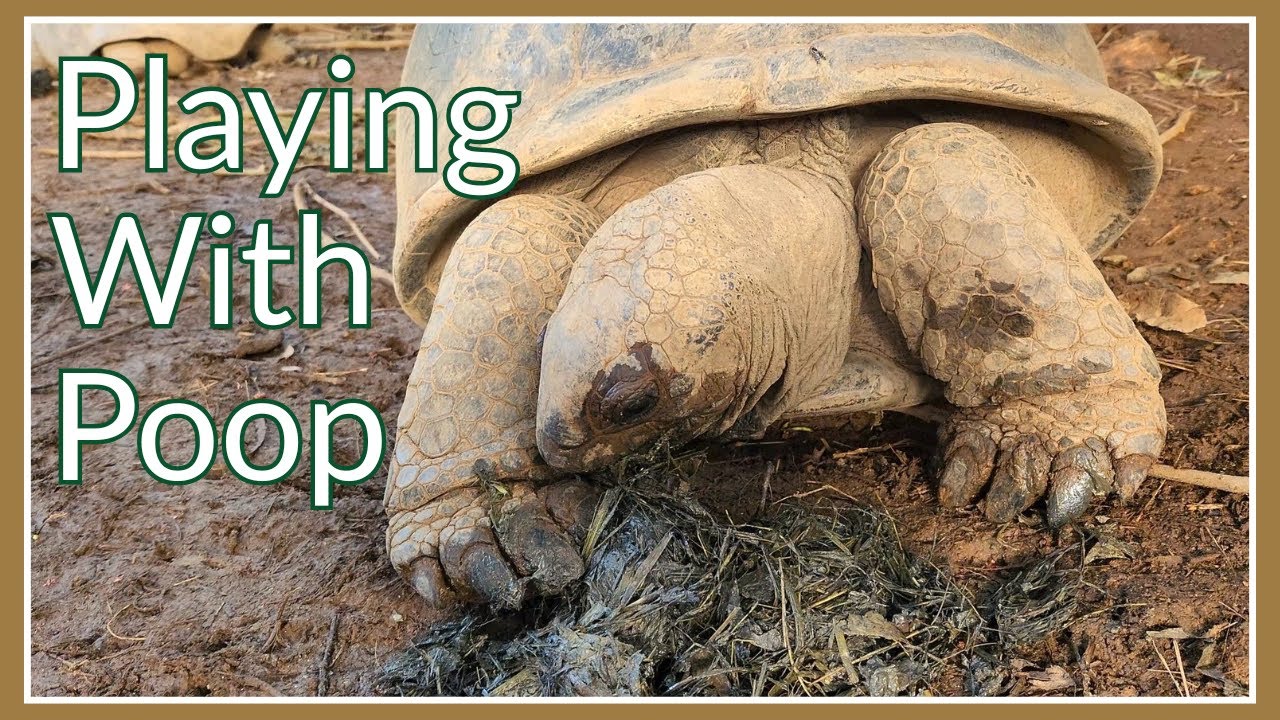 Giant tortoise playing with its poop 💩😋 - YouTube
