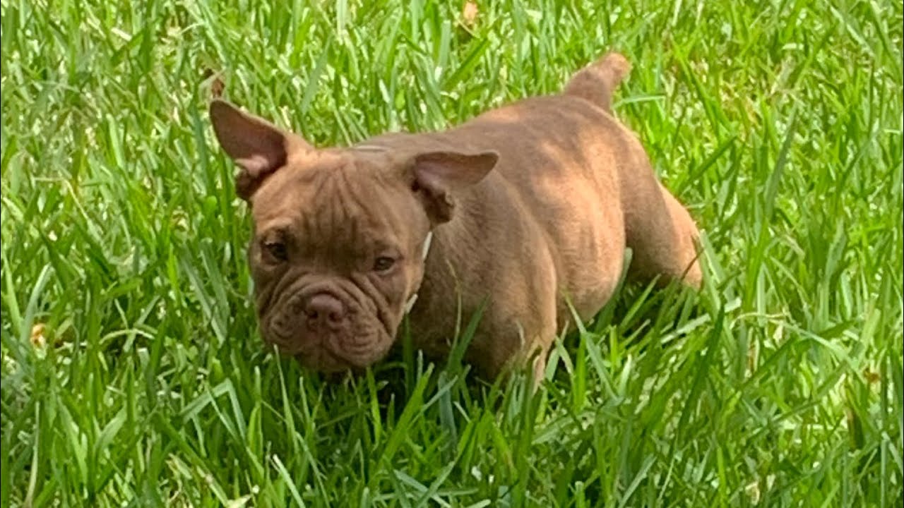 Micro/nano bully’s 12 weeks update - YouTube