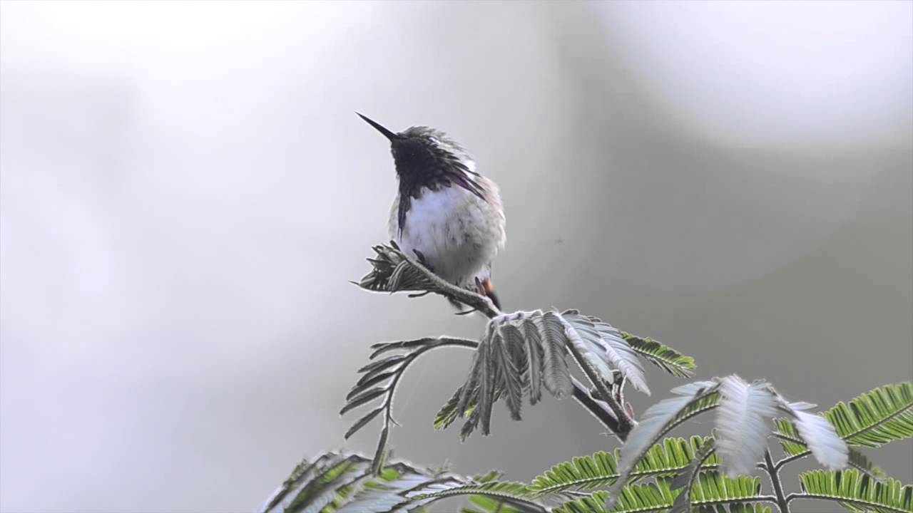 Bumblebee hummingbird (Atthis heloisa) - YouTube