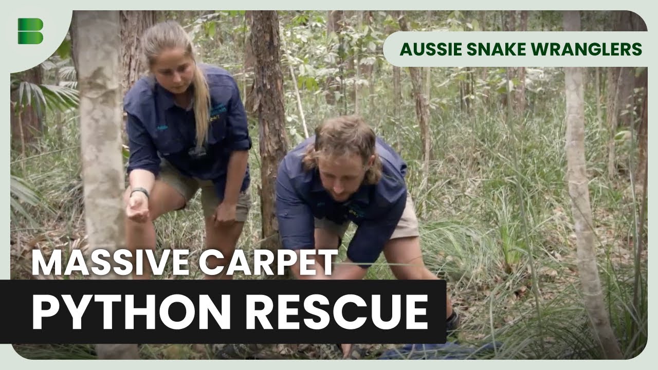 Massive Carpet Python Rescue! | Aussie Snake Wranglers - YouTube