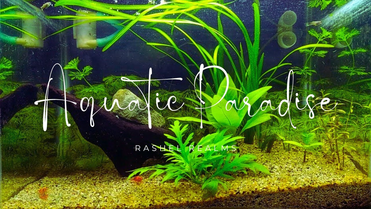 Nano Shrimp Tank | Exploring My Nano Planted Aquarium | Rashels Realms ...