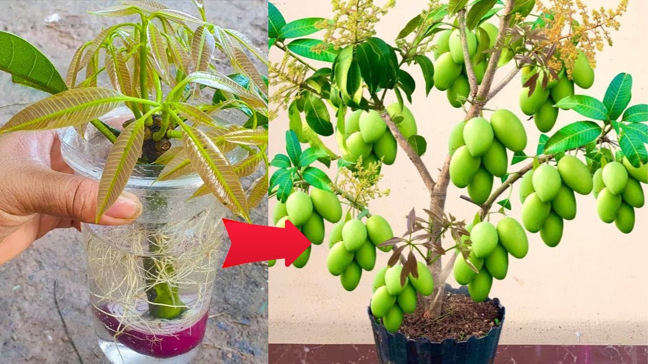Video summarizing 2 methods of propagating mangoes with onions and ...