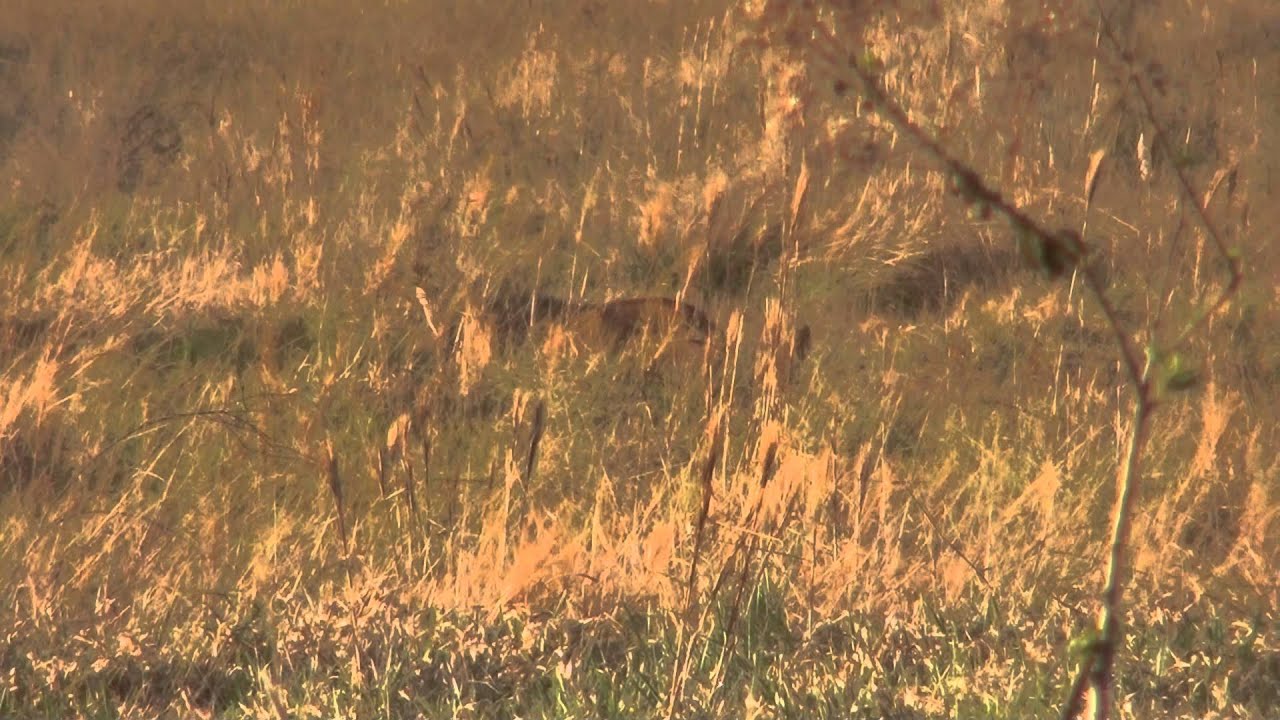 Maned wolf chasing a prey - YouTube