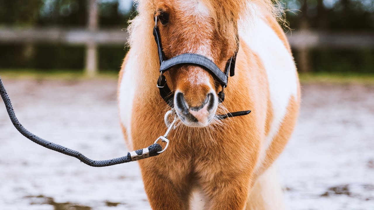Johnny de pony | wat bijna niemand weet is dat... #PHdressage (2021 ...