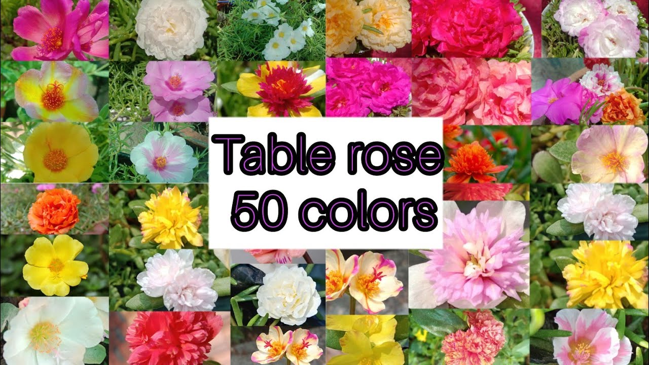 Table rose for sale 50 colors what"s up no: 9539715135 #nature #flowers ...