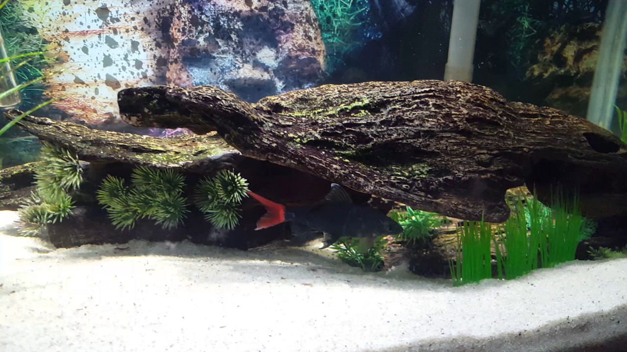 The best freshwater sand tank - YouTube