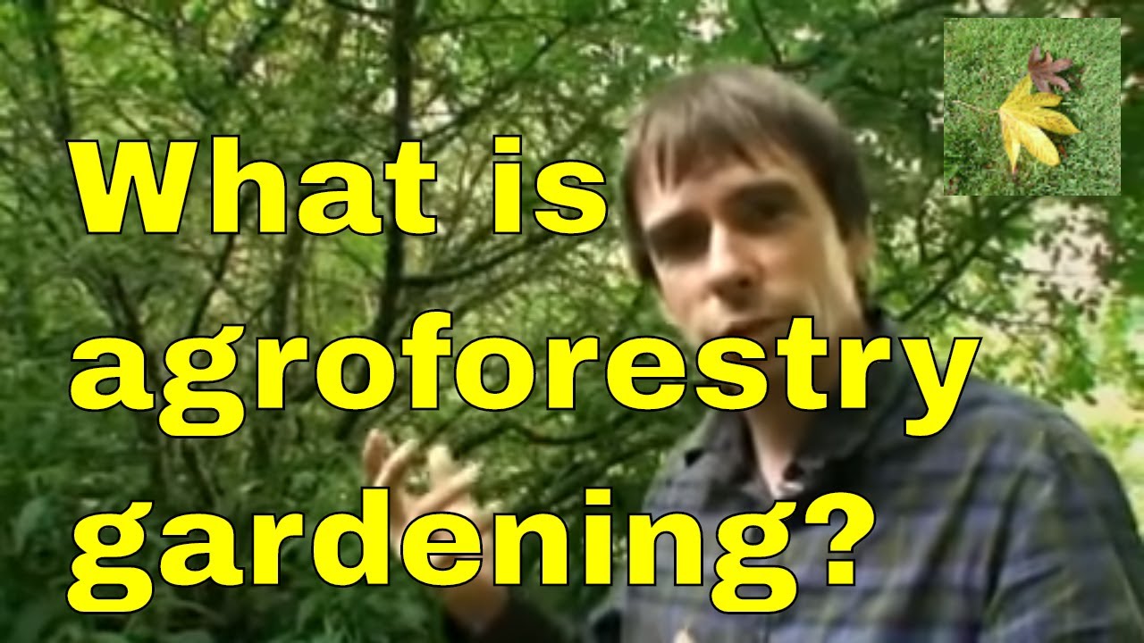 Agroforestry Gardening - What is a forest garden? - YouTube
