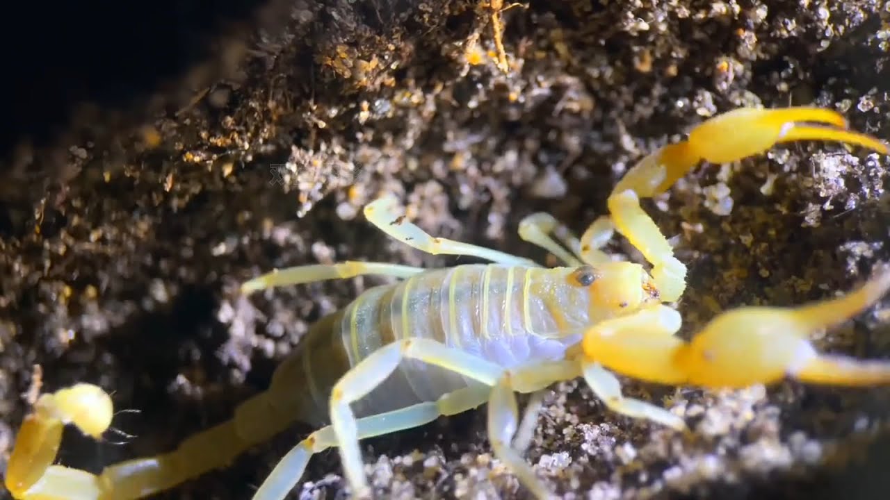 God Simulator: You will play as God and create a desert ecosystem in ...