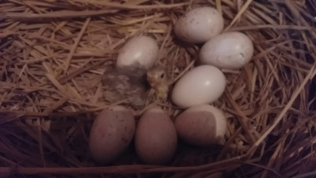 Turkey chicks hatching - YouTube