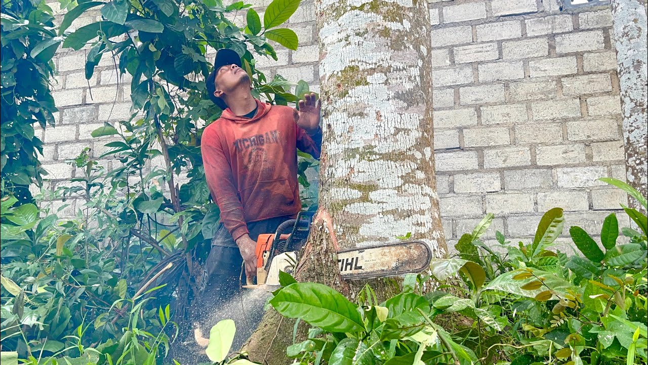 Best Skill‼️Felling the Largest and Tallest Bayur Tree Close to the ...