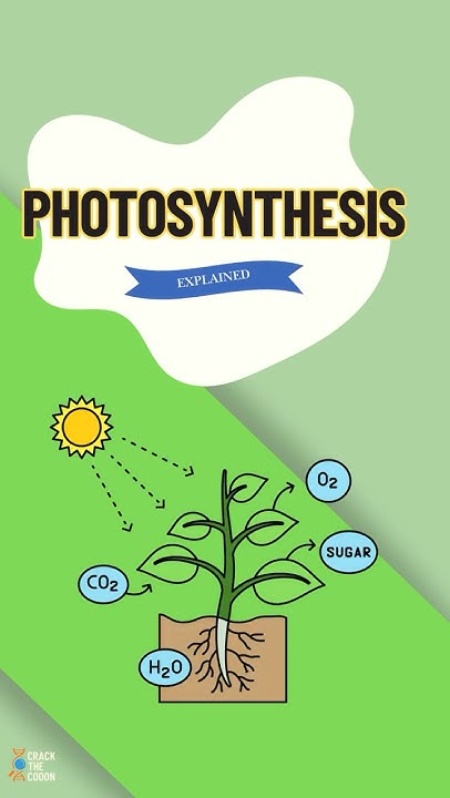 Photosynthesis Explained in 60 Seconds | How Plants Make Food 🌱🌞 - YouTube