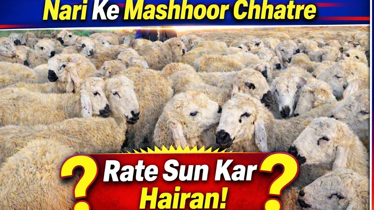 Naari Ke Mashhoor Chatron Ki Teriyan|Rate Sun Kar Hairan Reh Jaoge|Vlog ...