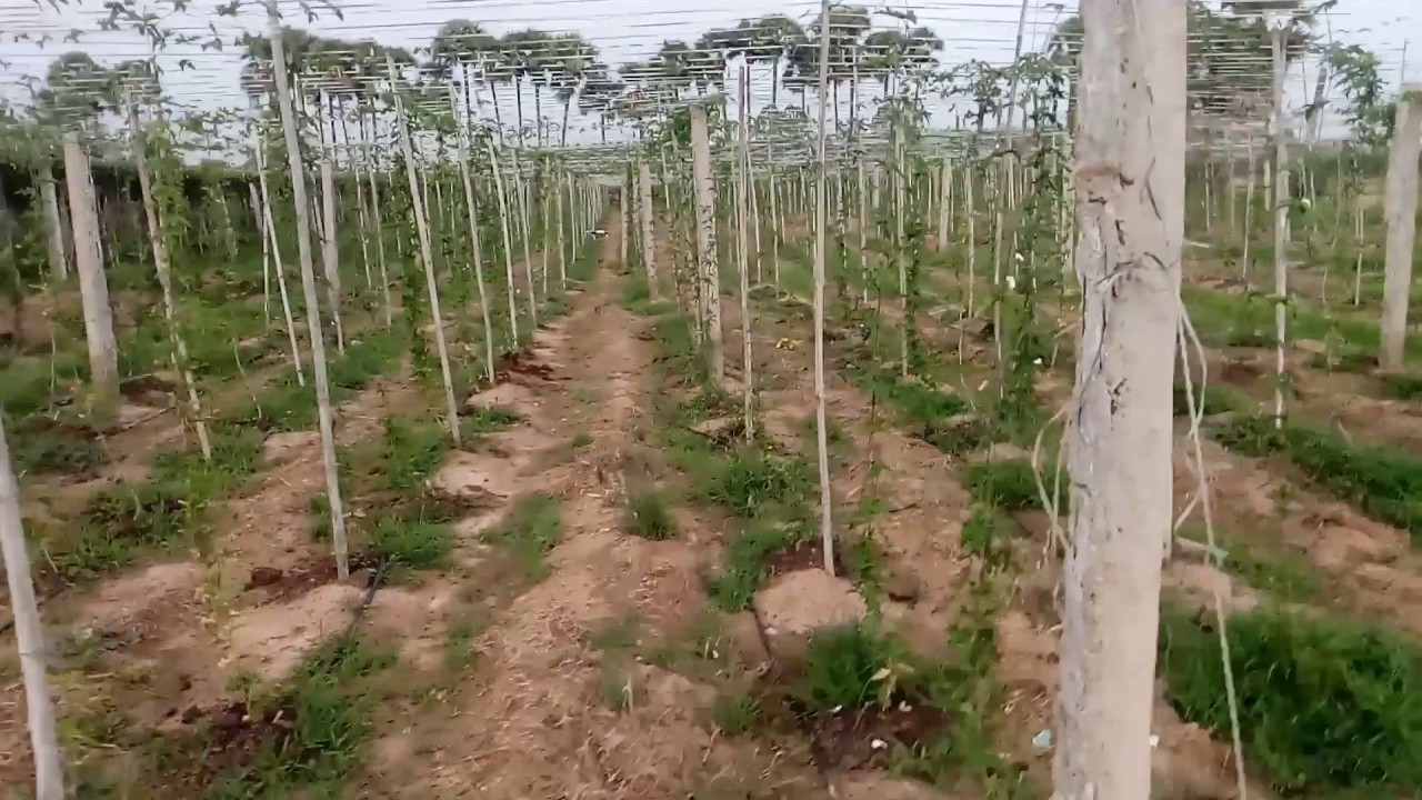 Tindora garden tindora plants supplier - YouTube