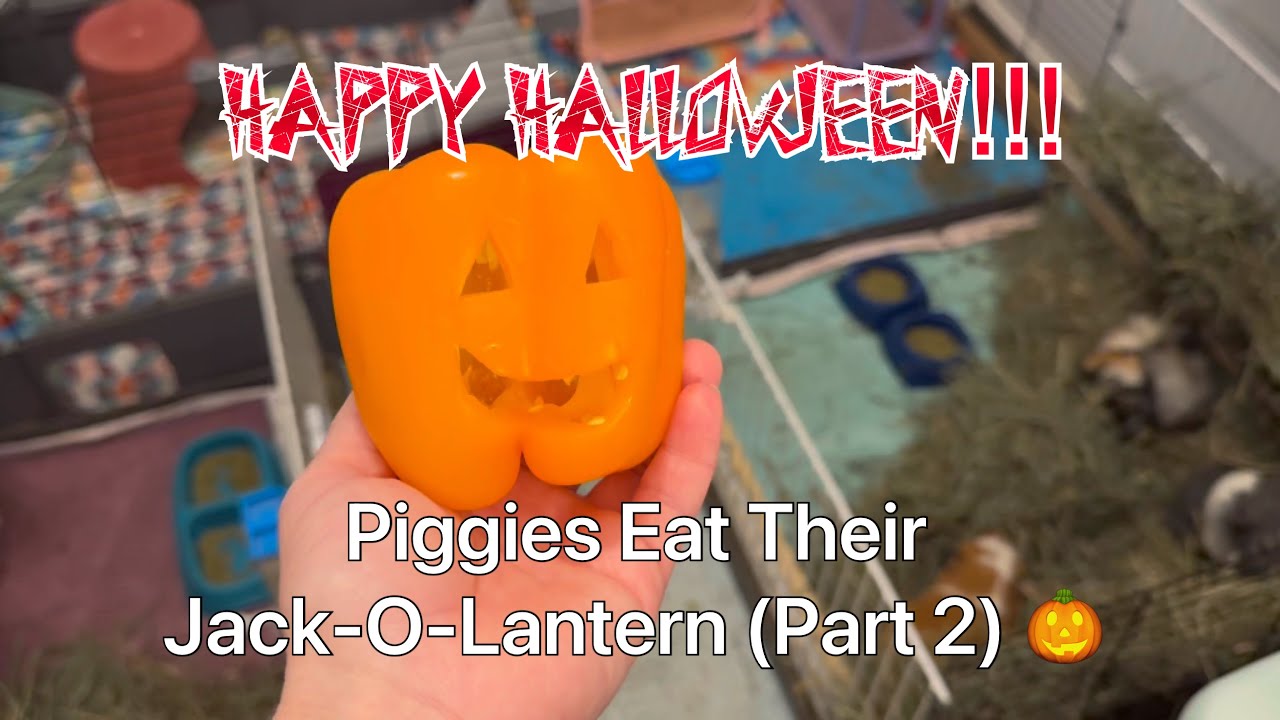 Happy Halloween!!! 👻 Piggies Eat Their Jack-O-Lantern (Part 2) 🎃 - YouTube