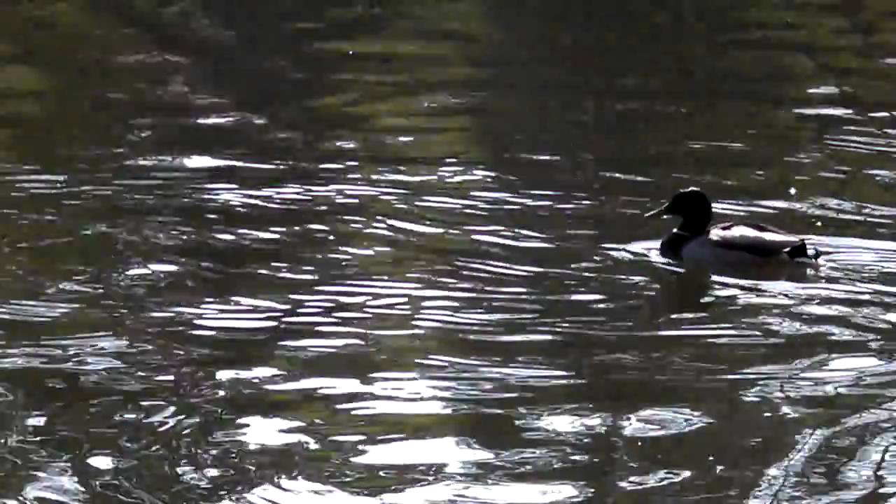 DUCK TAKING OFF - YouTube