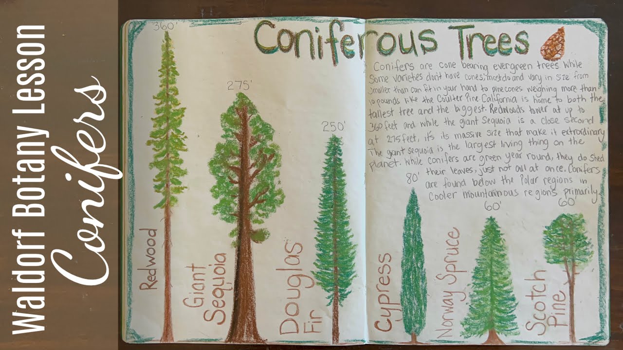 The Gesture of Conifers | Waldorf Botany - YouTube