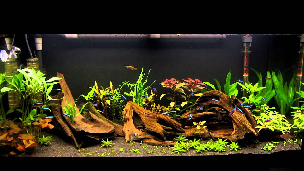 180L Juwel Rio Planted Dwarf Cichlid Tank - Update 02/09/11 - YouTube