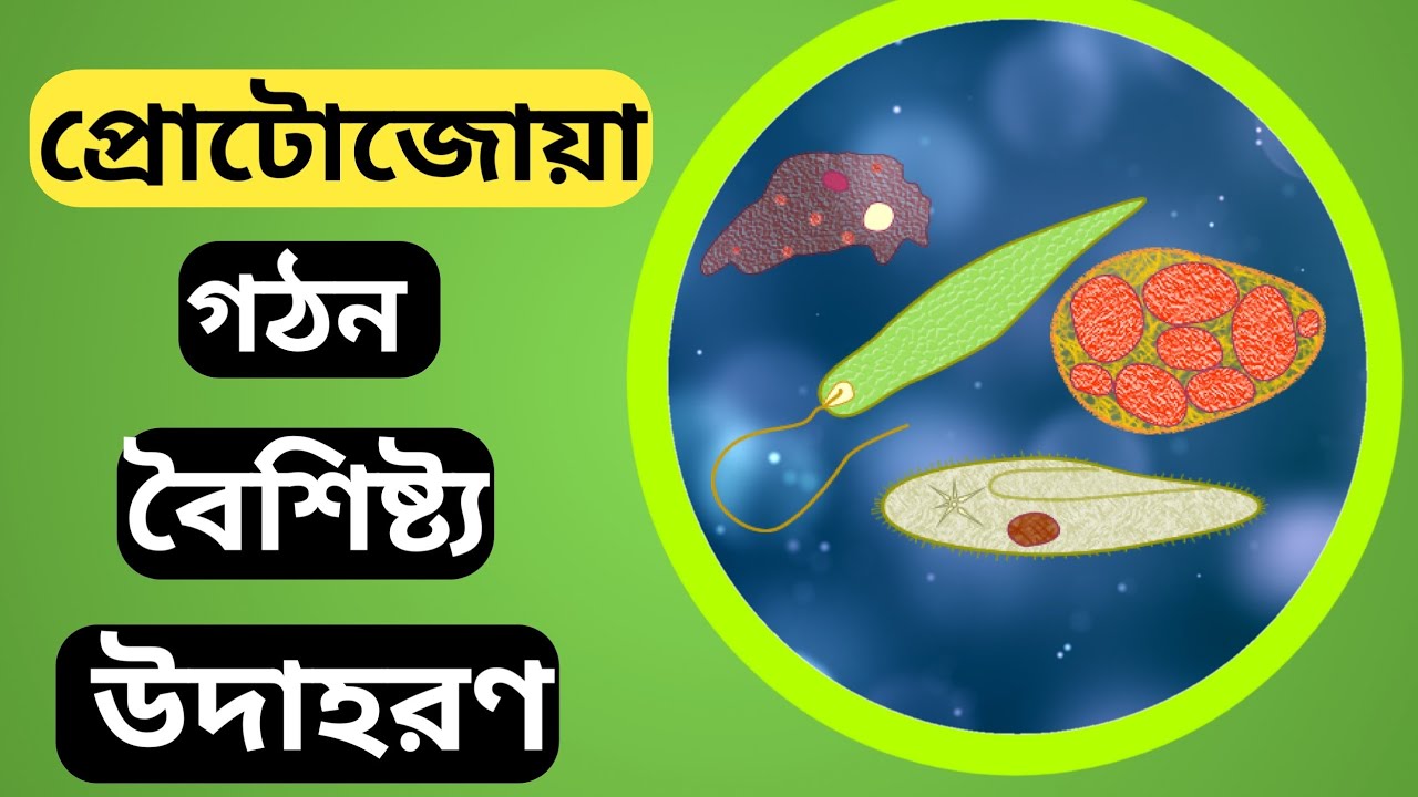 Protozoa in bengali | Class 11 NEET | প্রোটোজোয়া - YouTube