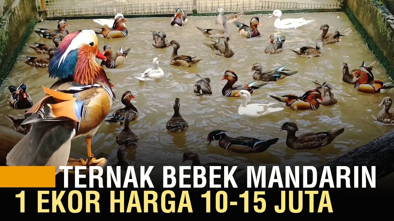 TERNAK BEBEK MANDARIN, HEWAN EKSOTIS HARGANYA FANTASTIS, 1 EKOR PULUHAN ...