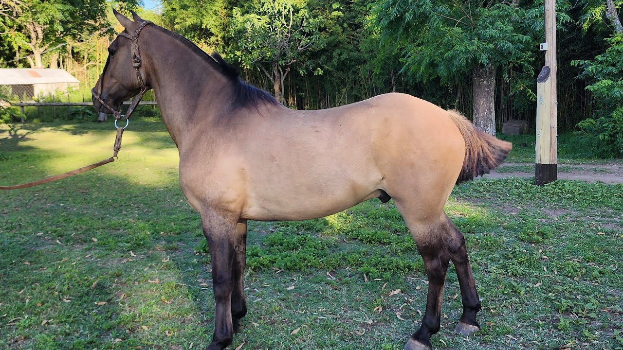 VENDIDO A JUJUY__gateado retacon, fisicudo, nuevo muy manso $720.000 ...