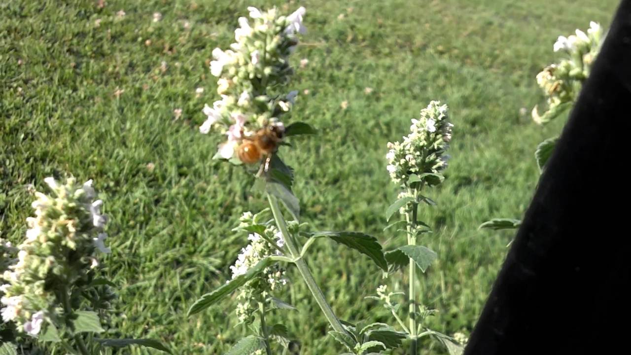 Bees getting pollen from Catnip flower's. - YouTube