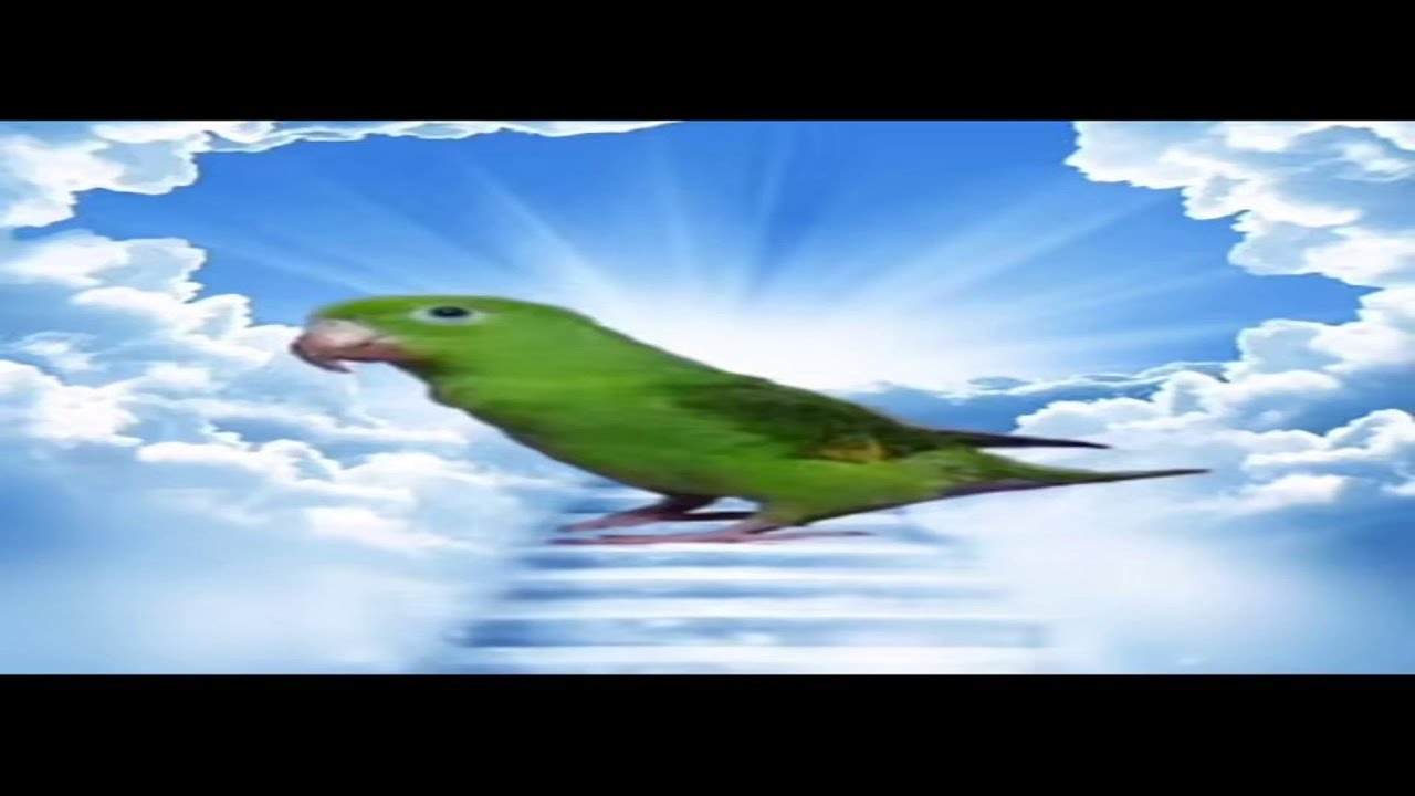 Top 5 Birb (Part 3) - YouTube