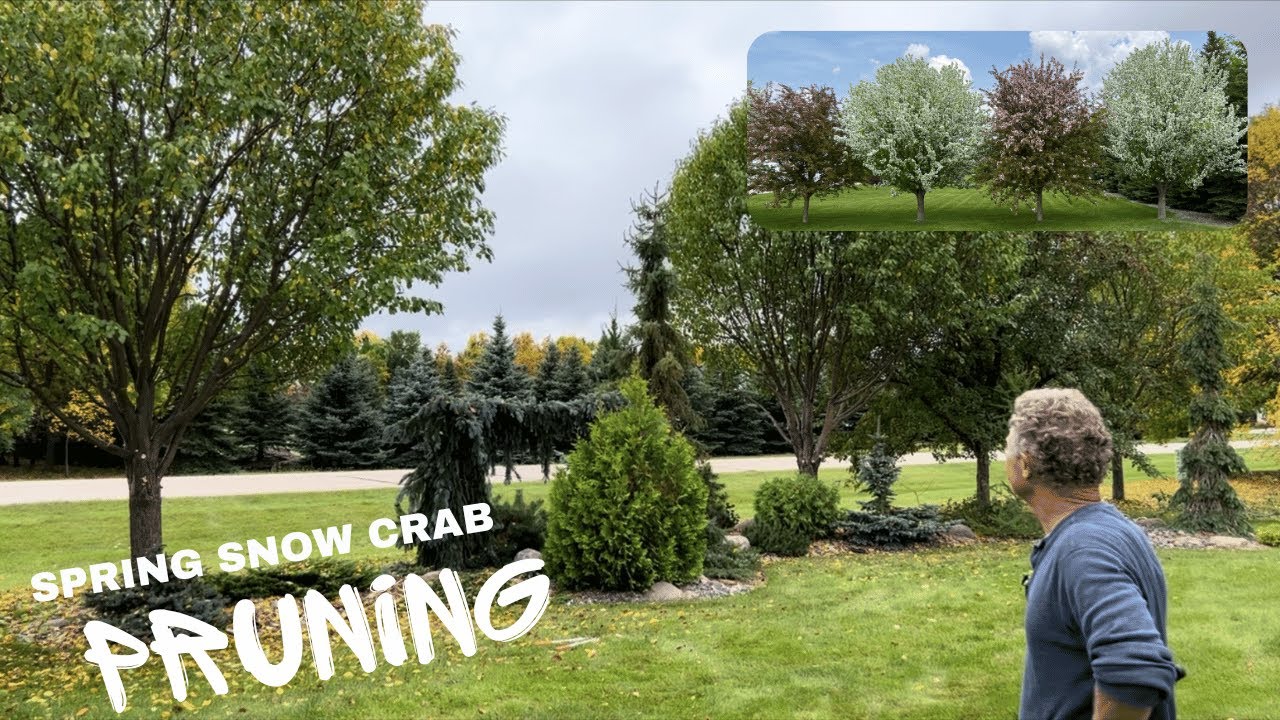Opening Up Space and Light For A Conifer Garden: Spring Snow Crab ...