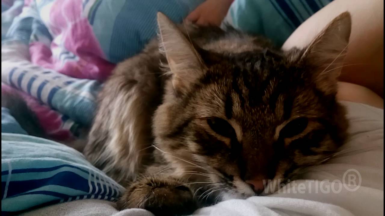 Cute cat waking up her owner - YouTube