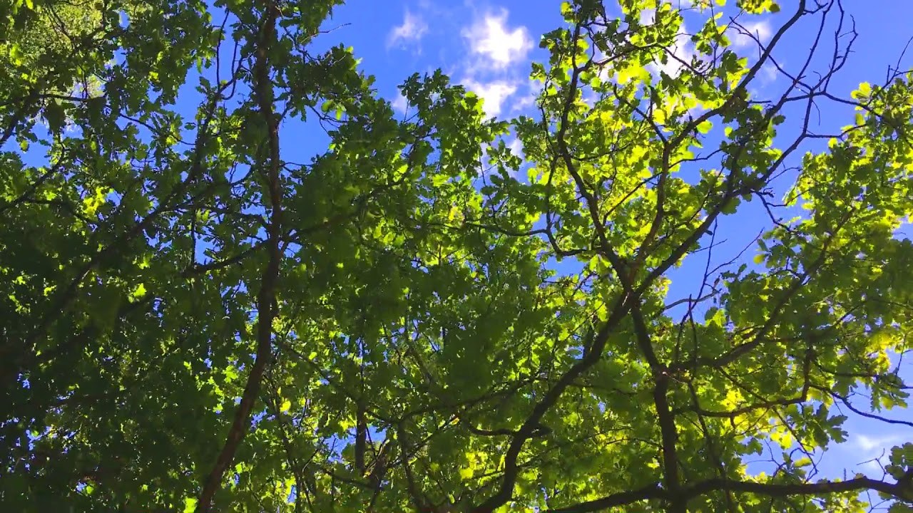 Trees Spin - YouTube