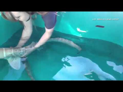 VIDEO: A pair of zebra shark pups are introduced to the Aquarium of the ...