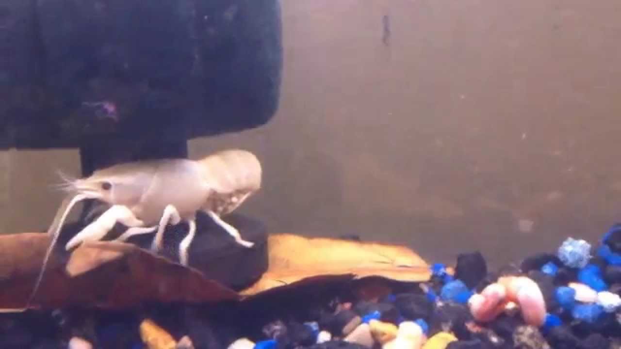 My Berried Snow White Crayfish - YouTube