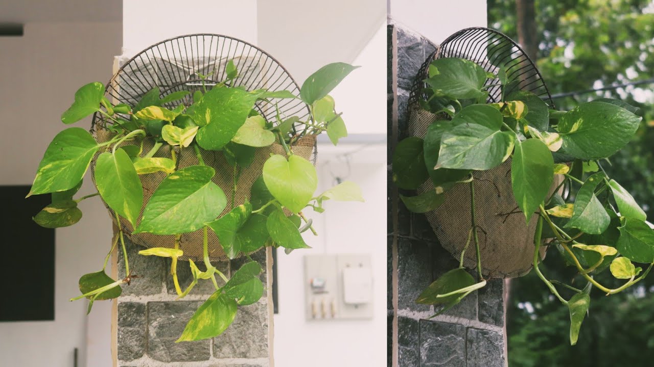 Money Plant Wall Hanging Decor || Indoor Garden Plant Collection ...