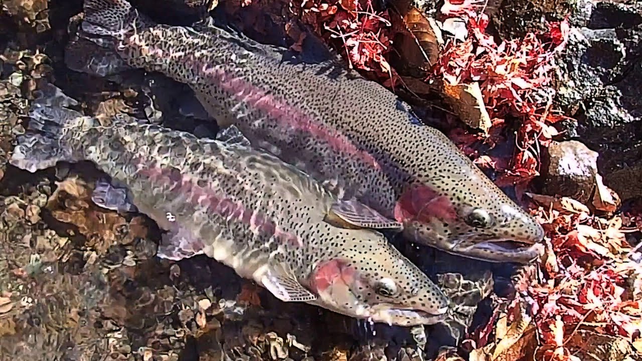 Cool Japanese Trout Releasing in A Wild River - YouTube