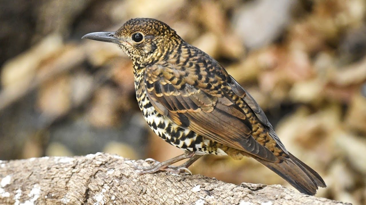 Nilgiri thrush(endemic to Western Ghats)-why it's called leaf turner ...