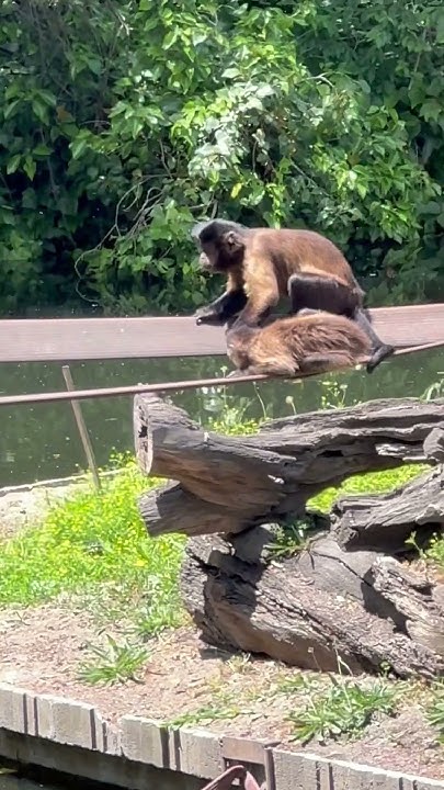 Monos. Profesor ingeniero informático Eduardo Rojo Sánchez - YouTube