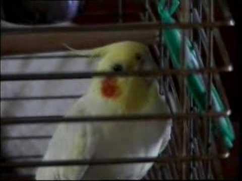 Talking Cockatiel - YouTube