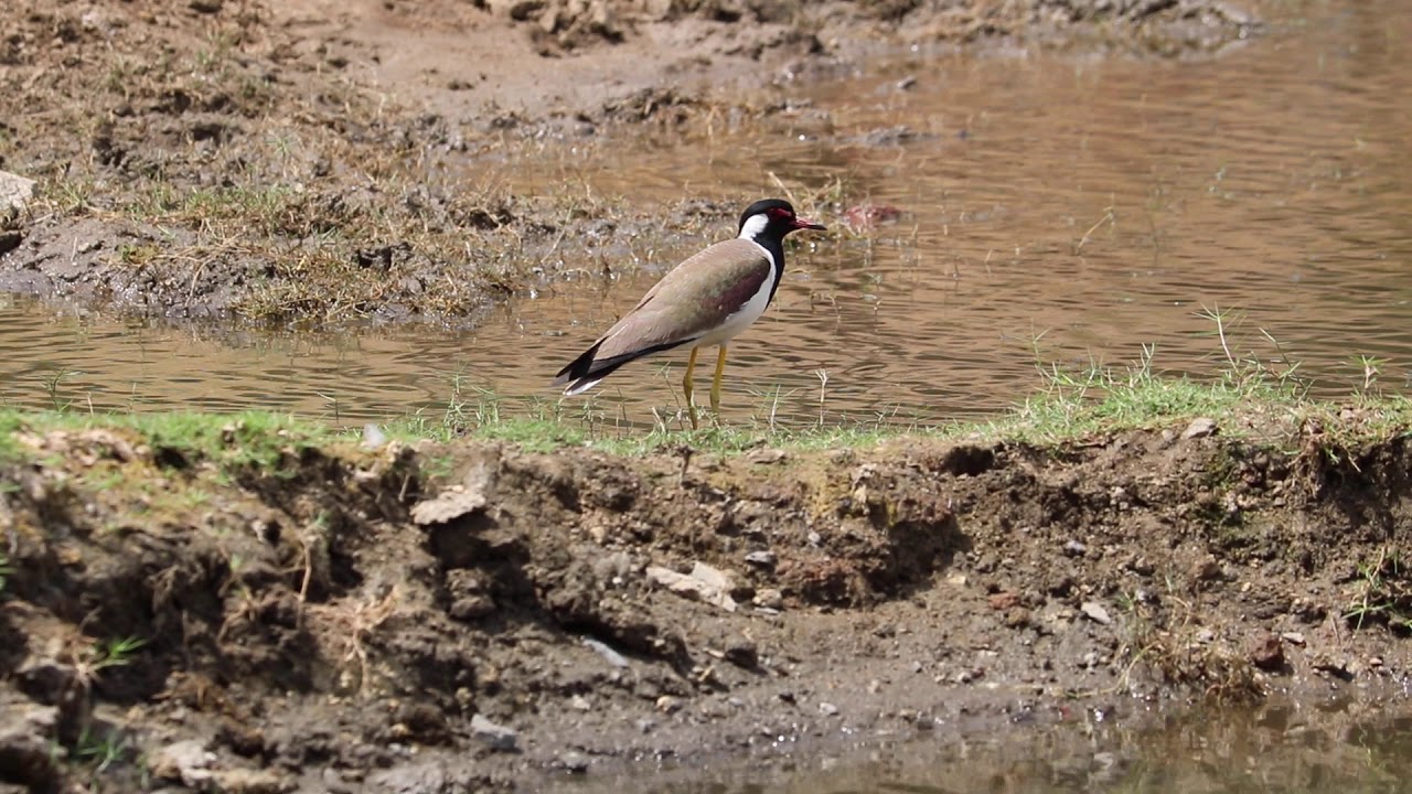 Red Wattled Lapwing || indian Birds Titori टिटोरी - YouTube