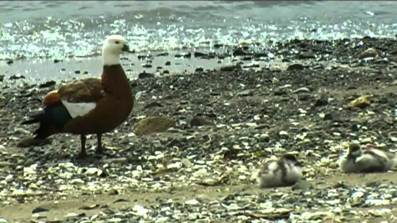 New Zealand Birds: Paradise Shelduck (Putangitangi) parents with chicks ...